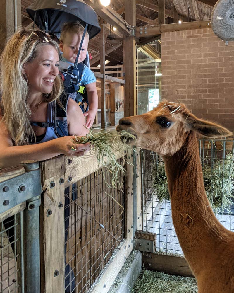 5 Awesome Things to do with Kids in Columbia, SC! – Wandering Wheatleys