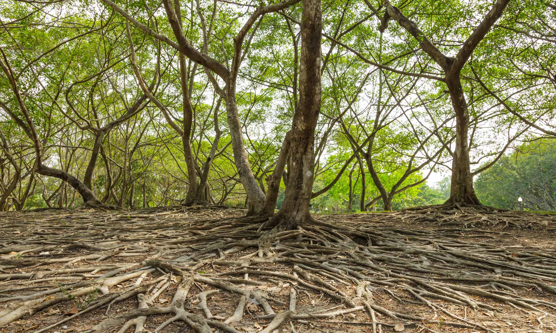 The 15 Best Things to do in Athens, Georgia – Wandering Wheatleys